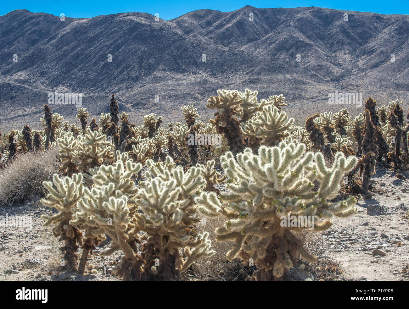 USA, California, Joshua Tree National Park, Cholla Cactus (aka jumping ...