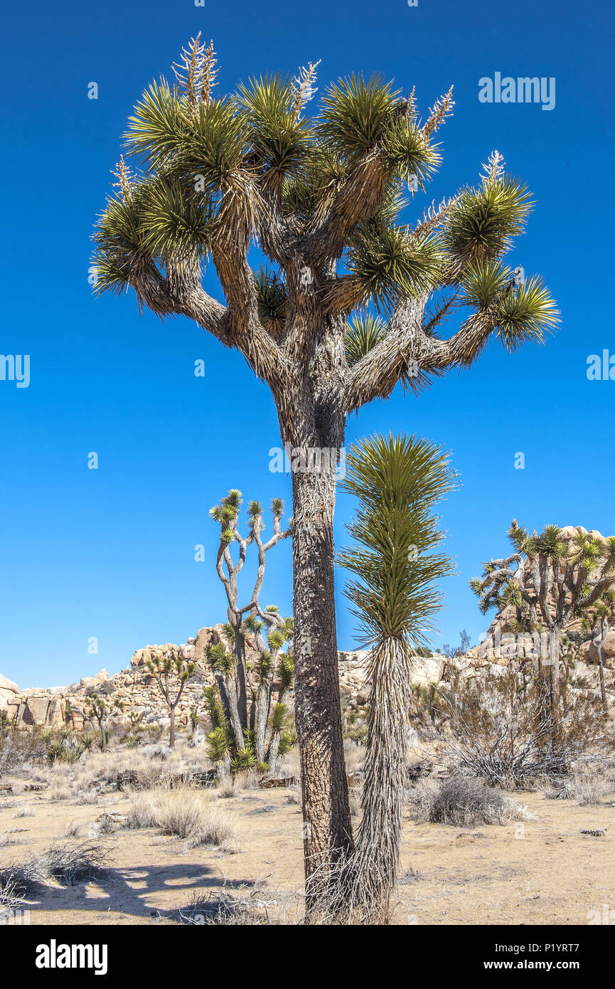 Yucca palms hi-res stock photography and images - Alamy