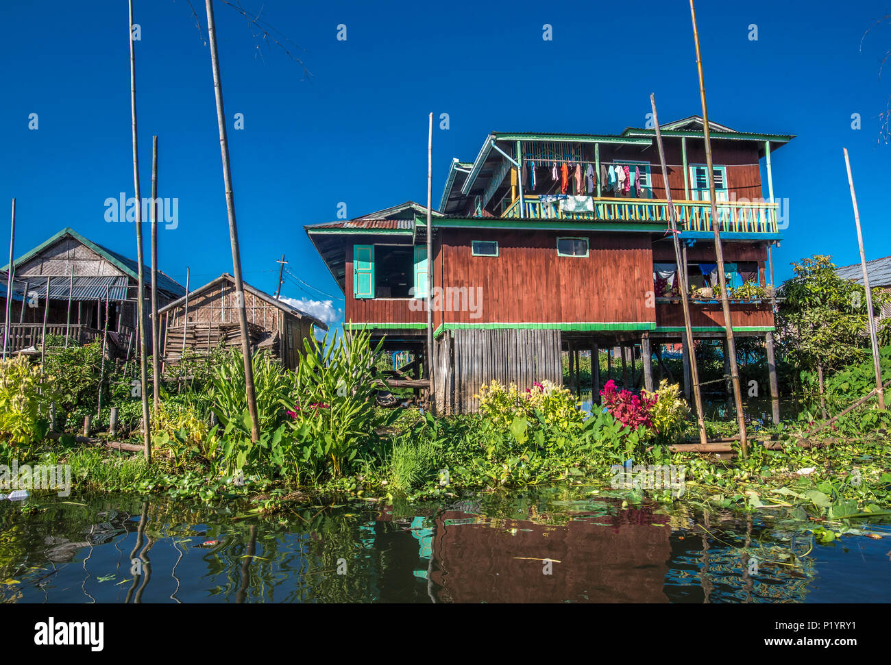 Bamboo house plant hi-res stock photography and images - Alamy