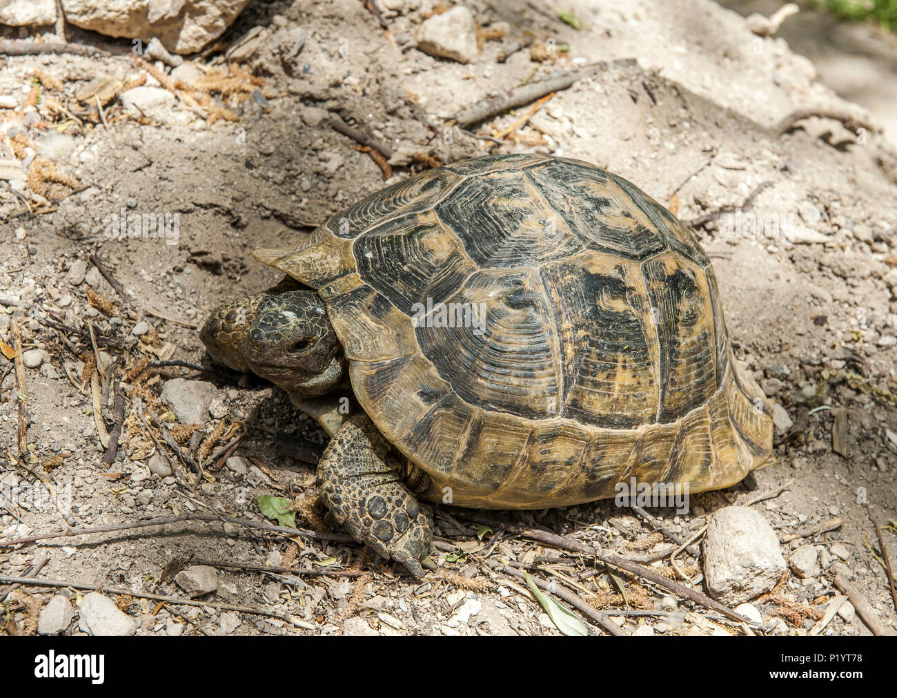 Europe, Turkey, Greek tortoise, Testudo graeca ibera Stock Photo - Alamy