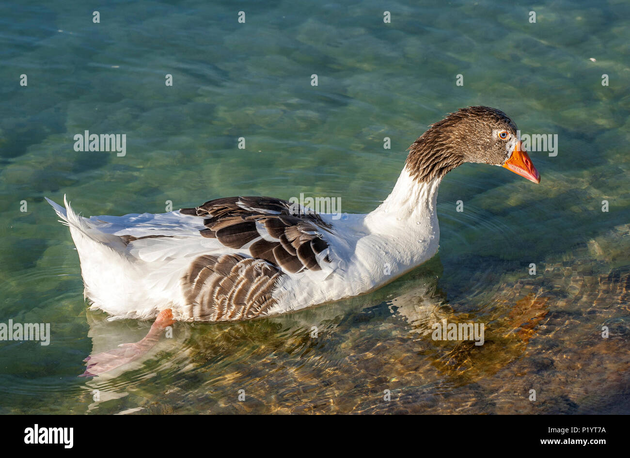 The turkey and the goose hi-res stock photography and images - Alamy