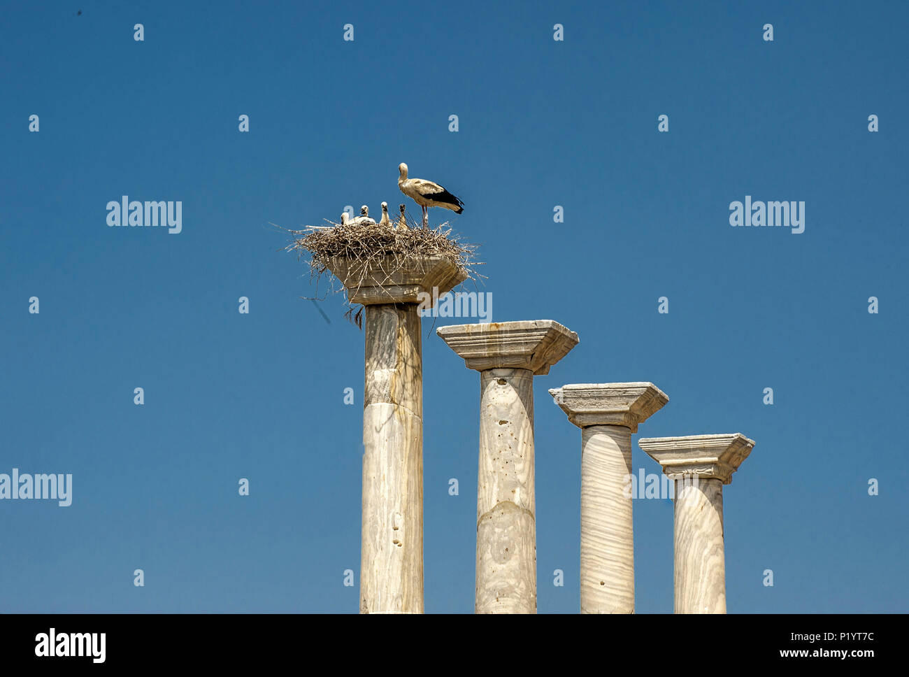 Turkey, white stork and its babies in a nest at the top of a pillar of ...