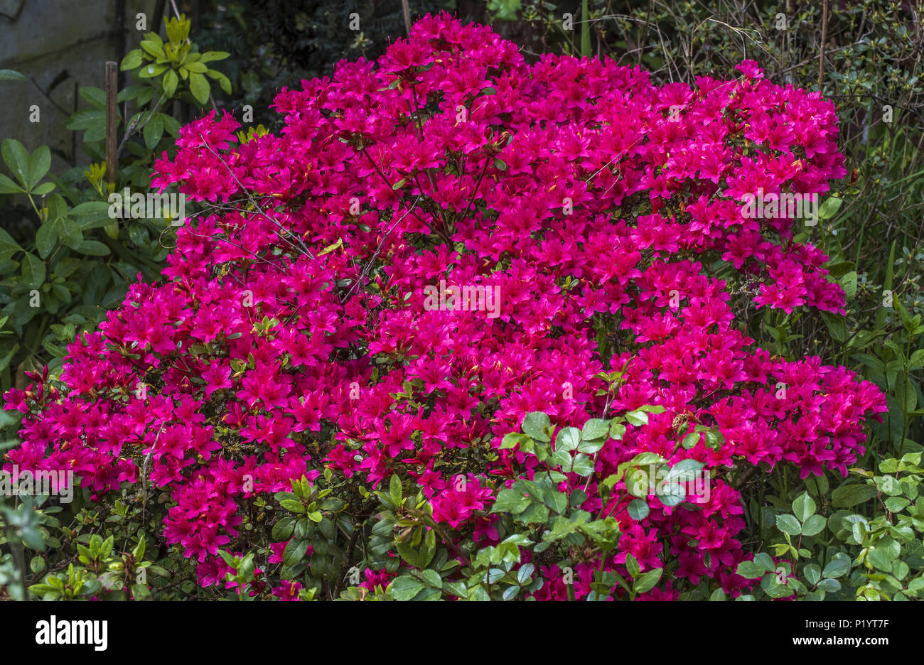 Purple azalea japanese hi-res stock photography and images - Alamy