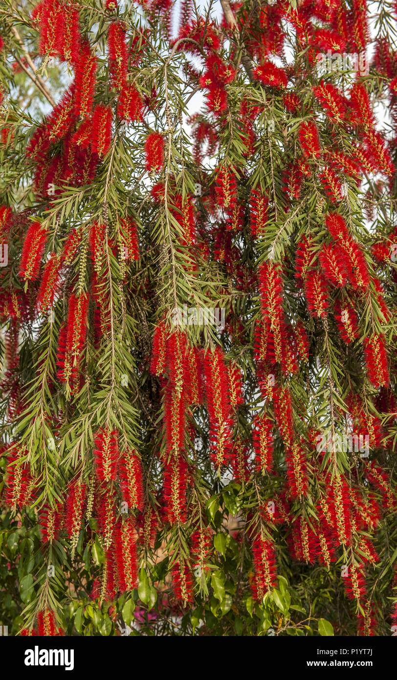 Callistemon park hi-res stock photography and images - Alamy