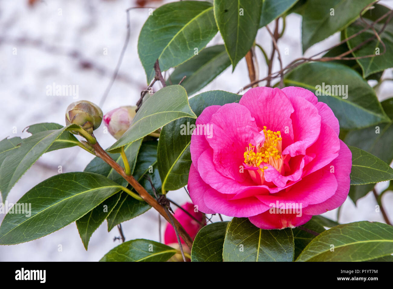 Europe pink hi-res stock photography and images - Alamy