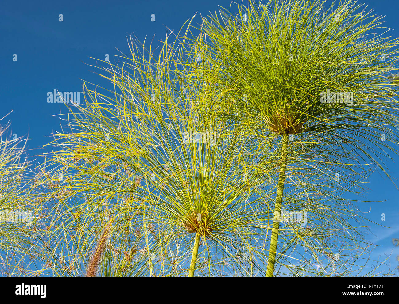 Papyrus stems, Cyperus papyrus Stock Photo - Alamy