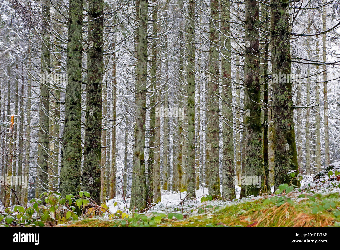 Ardenne snow hi-res stock photography and images - Alamy