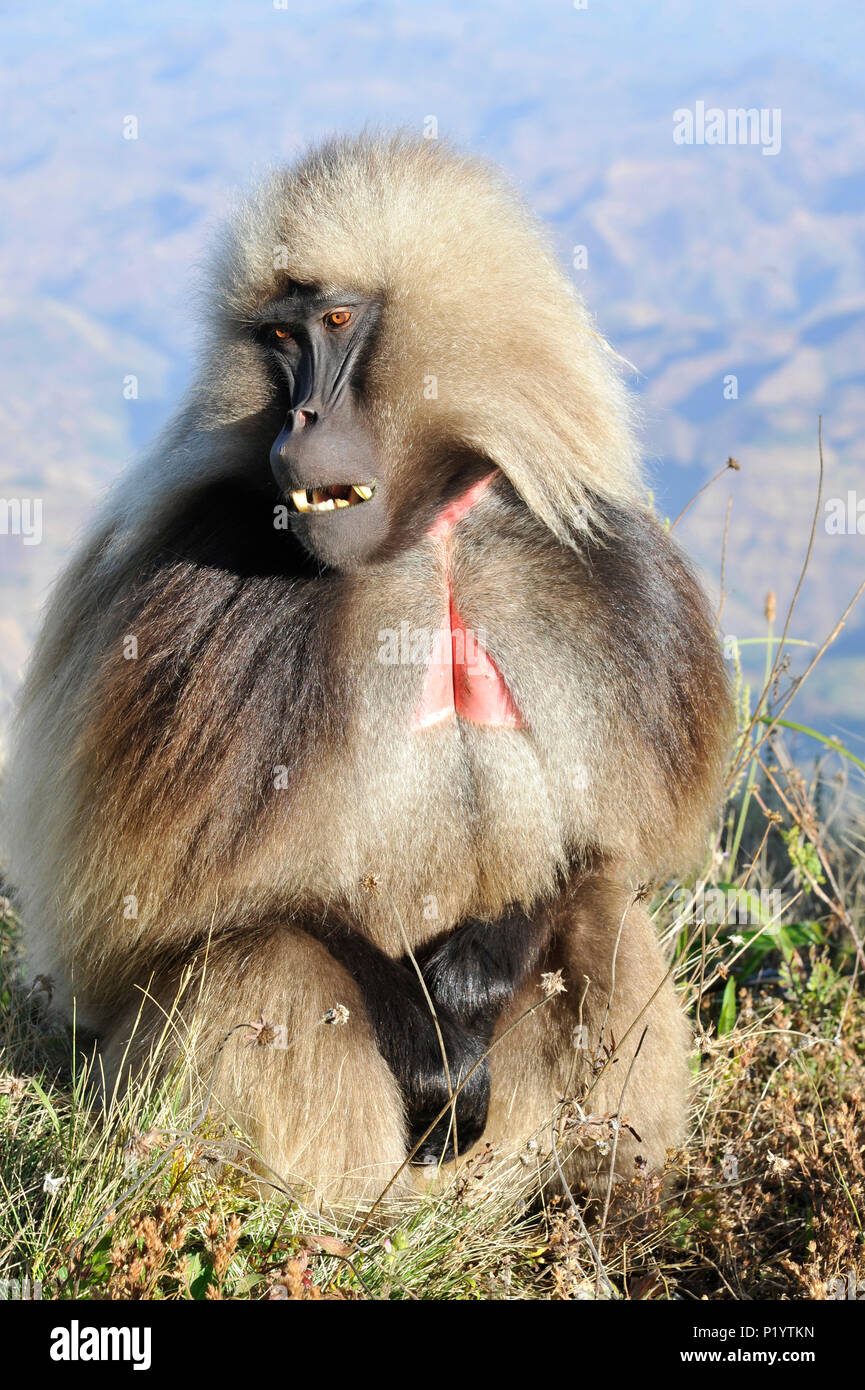 Ethiopia, Simien mountains national parc, Gelada baboon male Stock ...