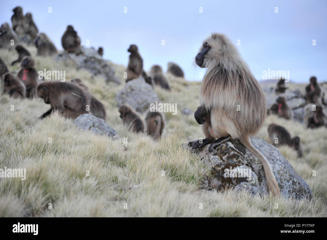 Ethiopia, Simien mountains national parc, a male Gelada baboon is ...