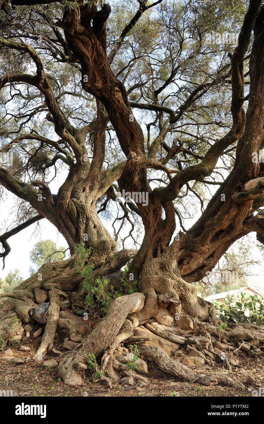 Ethiopia, Tigray area, spectacular old olive tree with a twisted trunk ...