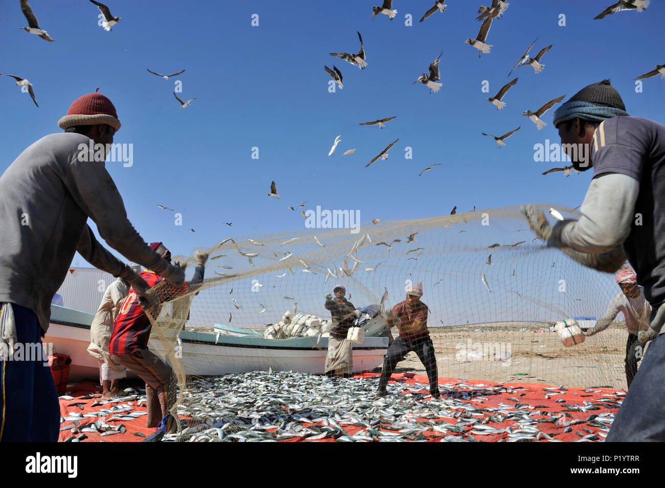 Sultanate of Oman, Ras Ar Ruwais, bangladeshi fishermen are removing ...