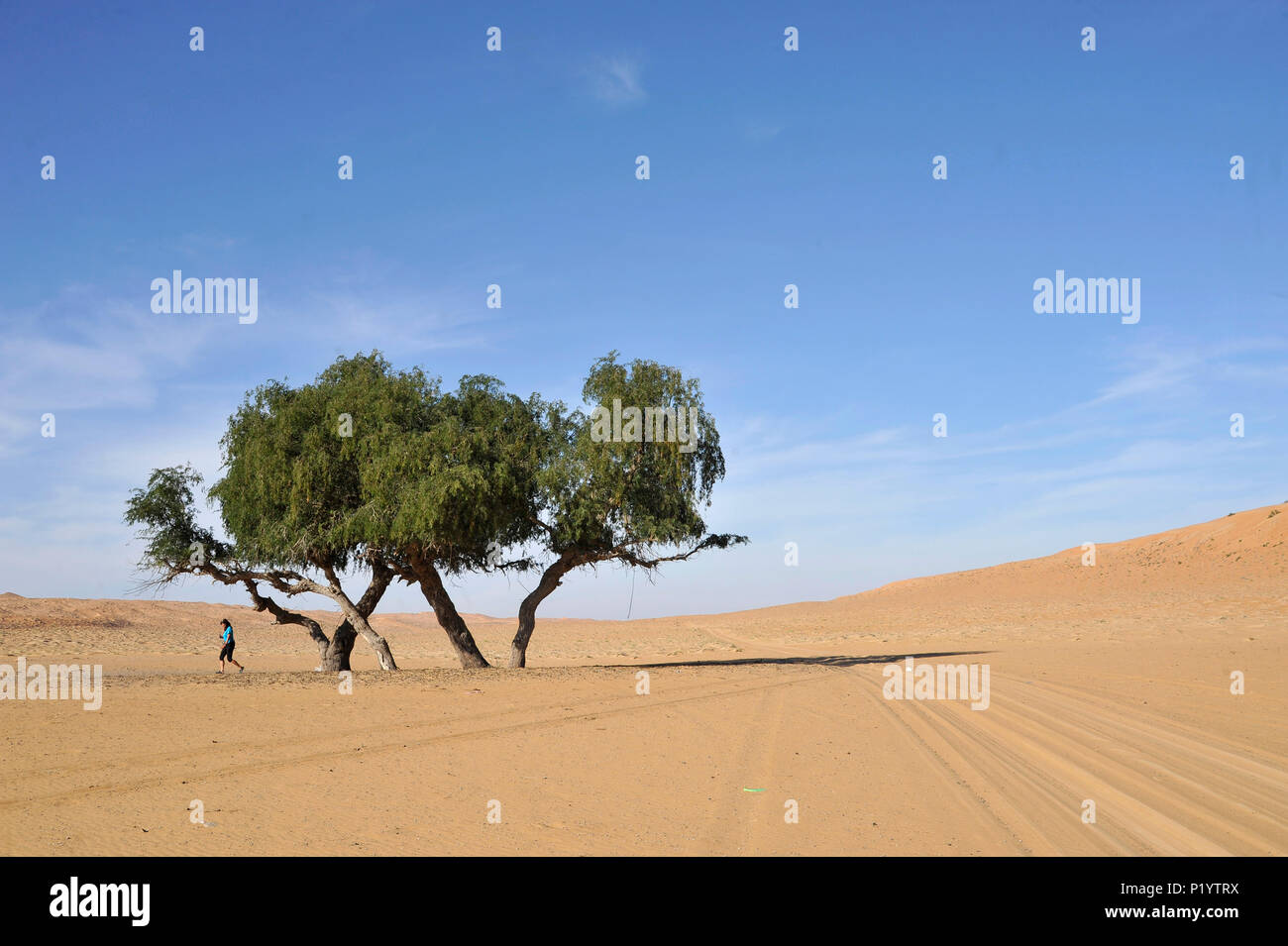 Sultanate of Oman, Wahiba desert, a woman is walking under a grove of ...
