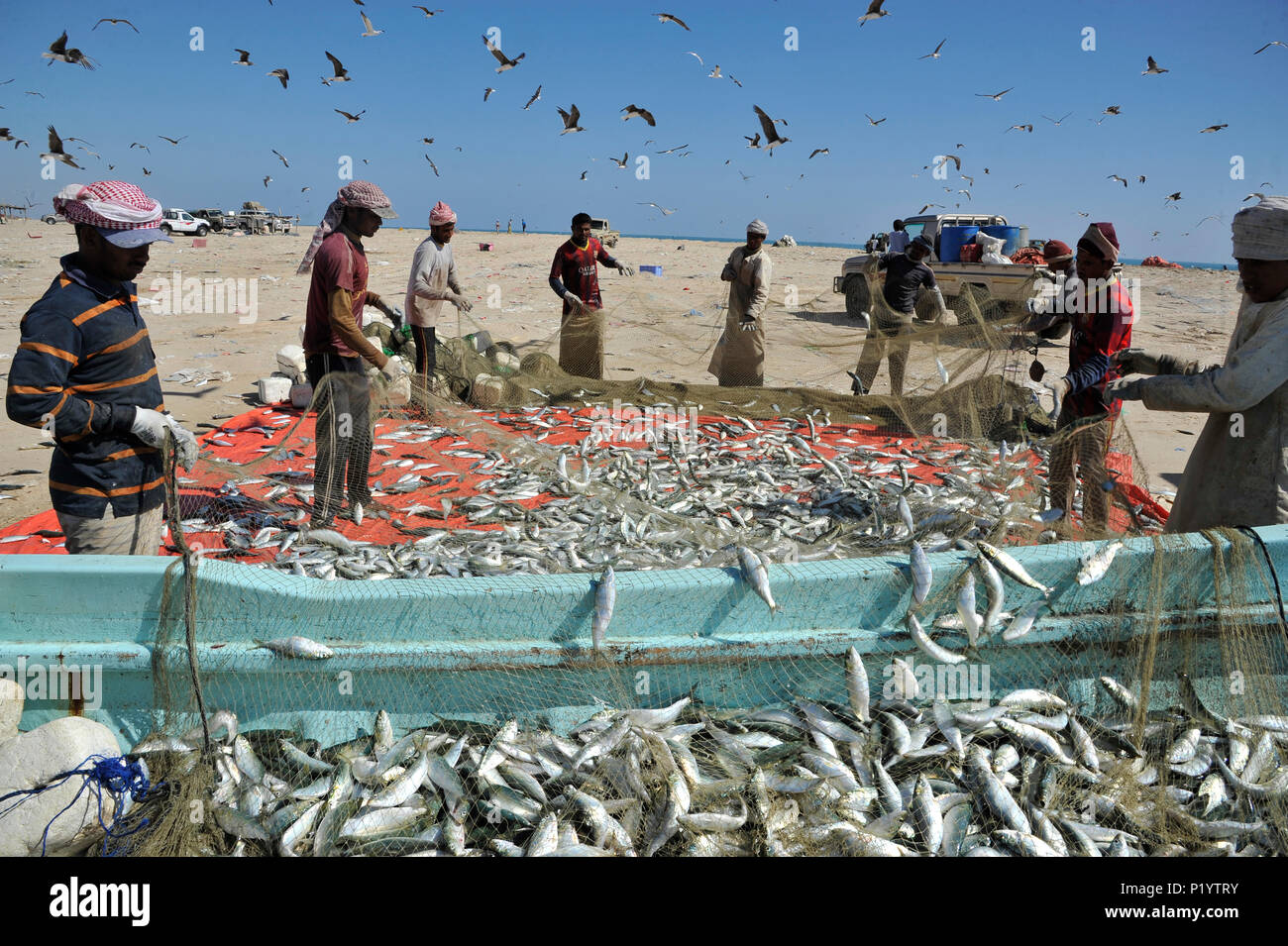 Sultanate of Oman, Ras Ar Ruwais, bangladeshi fishermen are removing ...