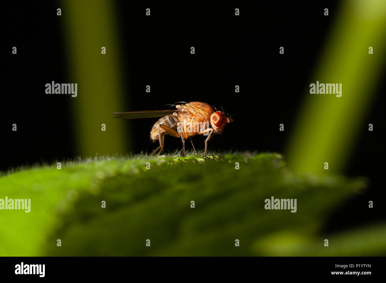 Flying insects hi-res stock photography and images - Alamy