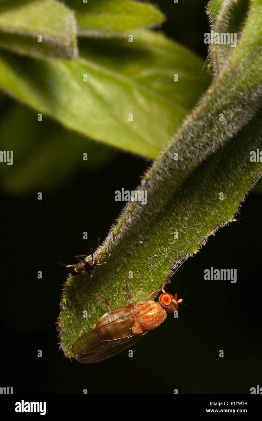 Close up images of insects hi-res stock photography and images - Alamy
