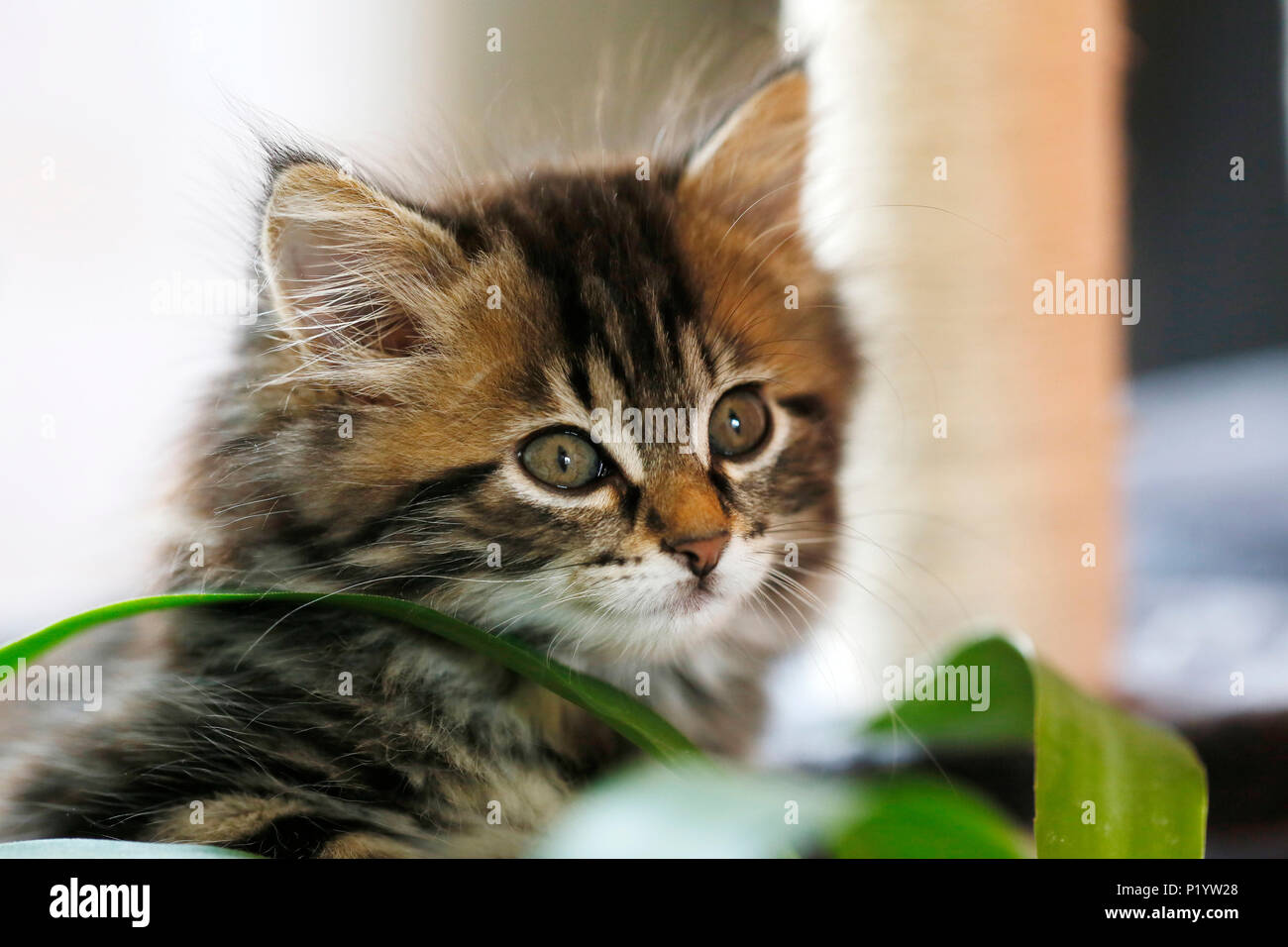 Carnivorous cat hi-res stock photography and images - Alamy