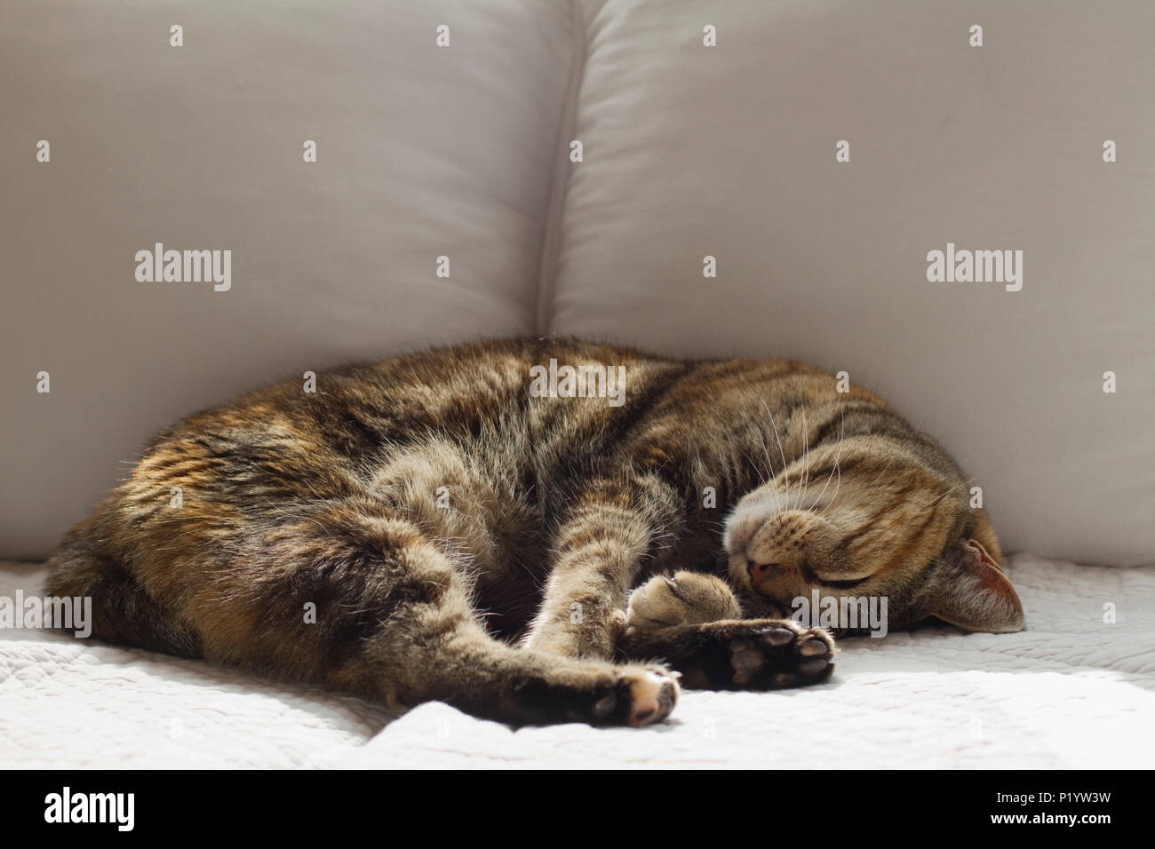Sleeping cat on a divan Stock Photo - Alamy