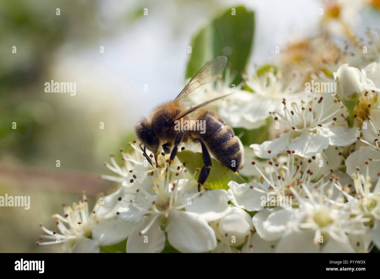 Close-up on a bee gathering nectar on a bloom hedge Stock Photo - Alamy