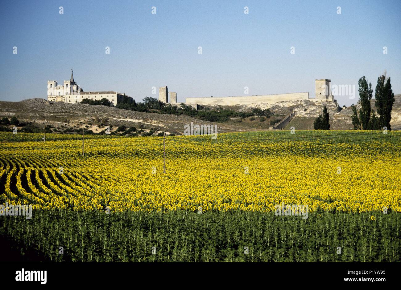 Uclés monastery and walls, sunflower fields Stock Photo - Alamy