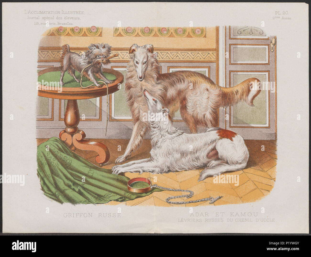 . Canis lupus familiaris . between 1881 and 1889 50 Canis lupus ...