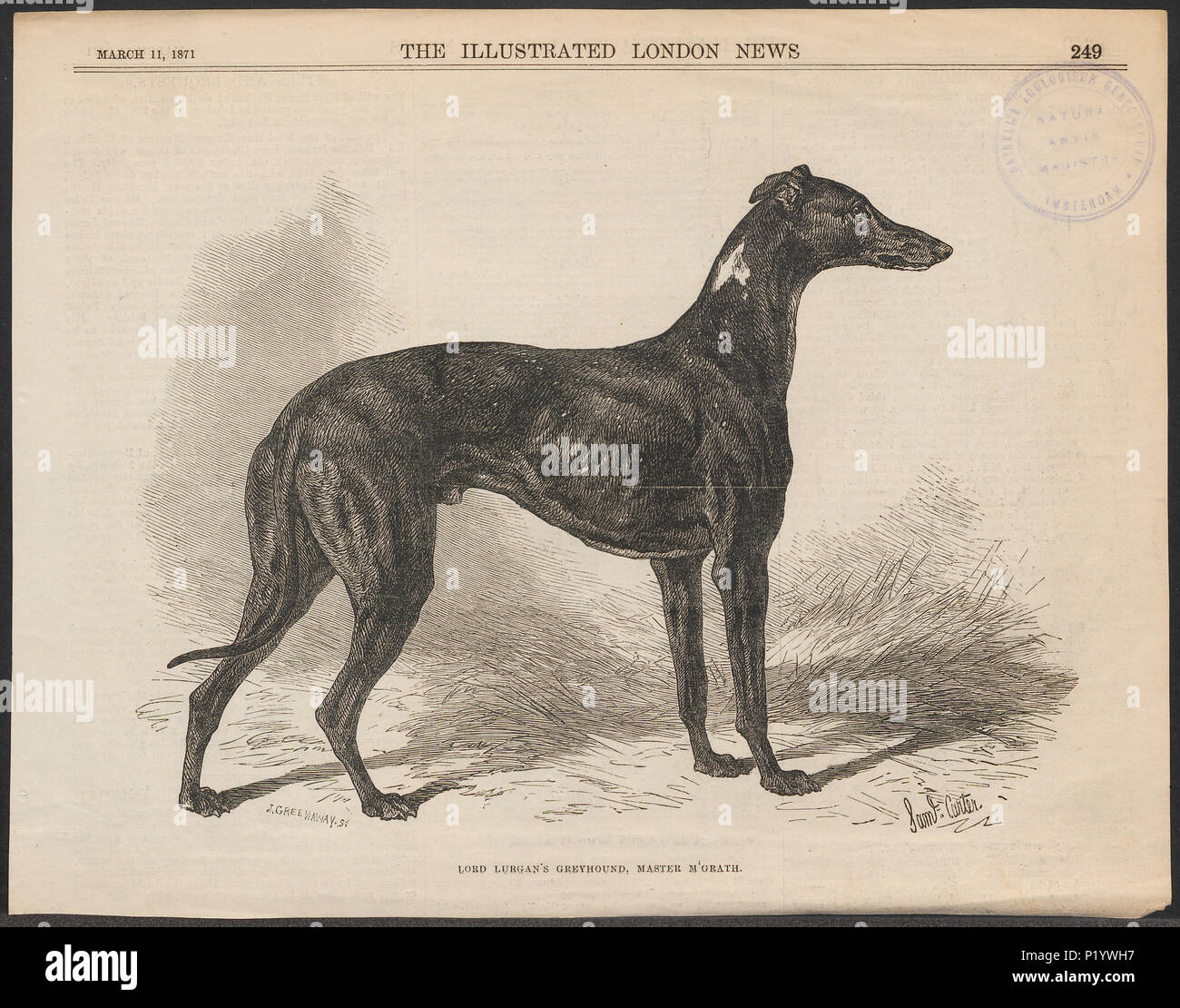 Lupus classification hi-res stock photography and images - Alamy