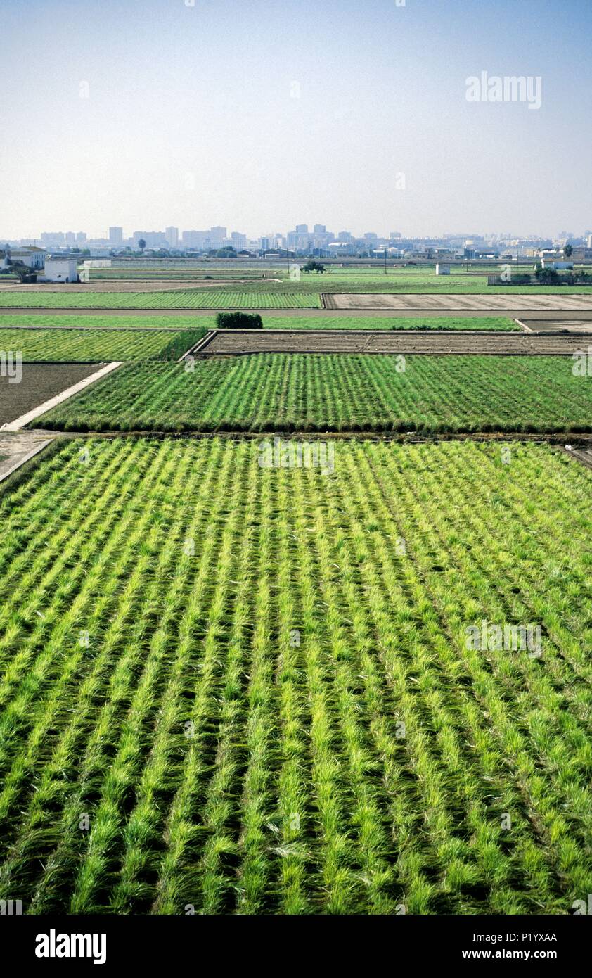 Alboraya, chufa cultivation; with this fruit is made the "Horchata ...