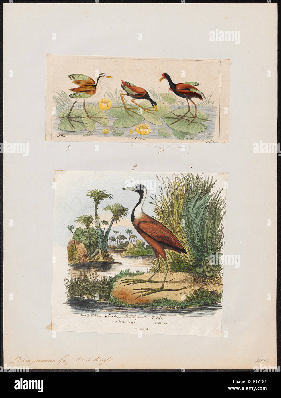 . Parra jacana . between 1700 and 1880 217 Parra jacana - 1700-1880 ...