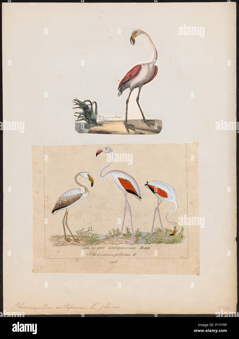 Flamingo anatomy hi-res stock photography and images - Alamy