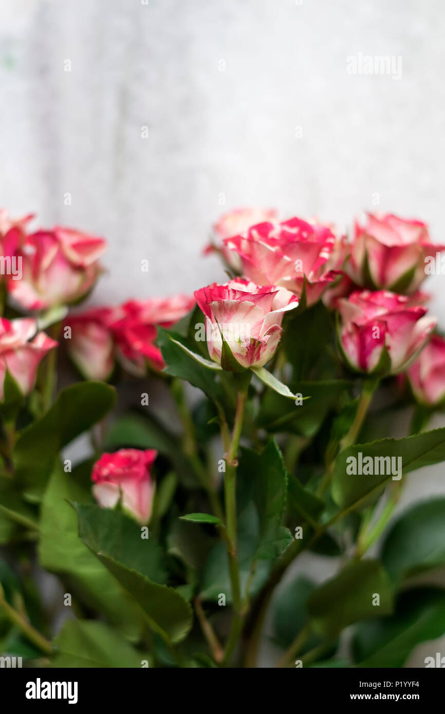 Pink rose bouquet hi-res stock photography and images - Alamy