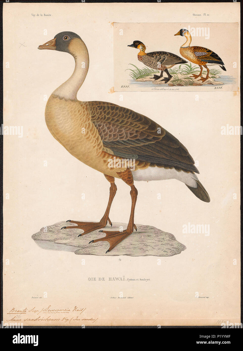 Branta sandwichensis hi-res stock photography and images - Alamy