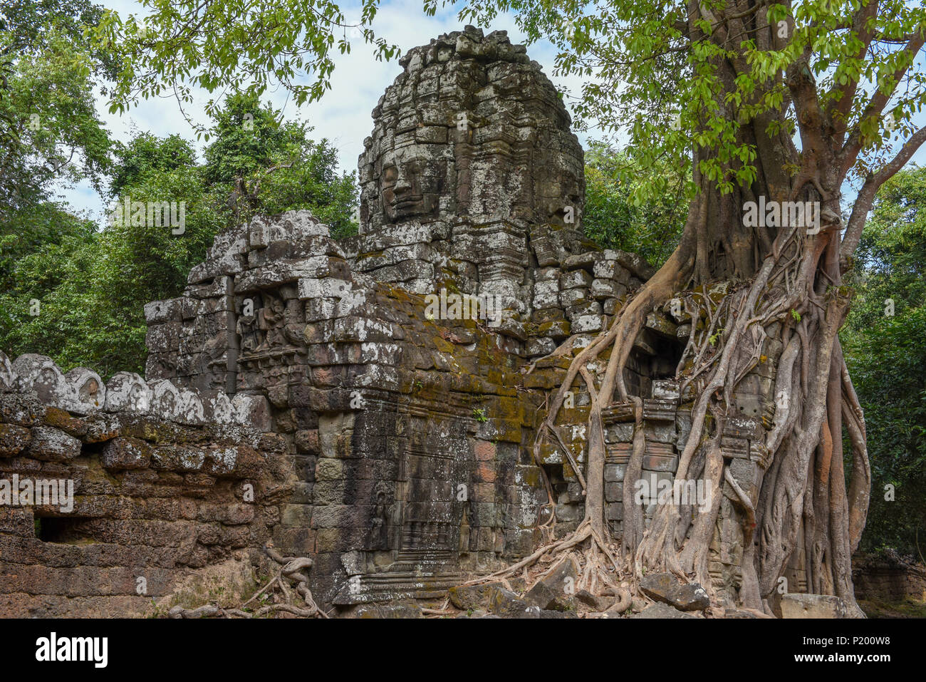 Tropical tree on Ta Som temple at Angkor complex in Siem Reap, Cambodia ...