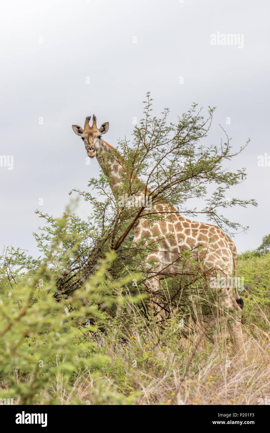 Geraffe hi-res stock photography and images - Alamy