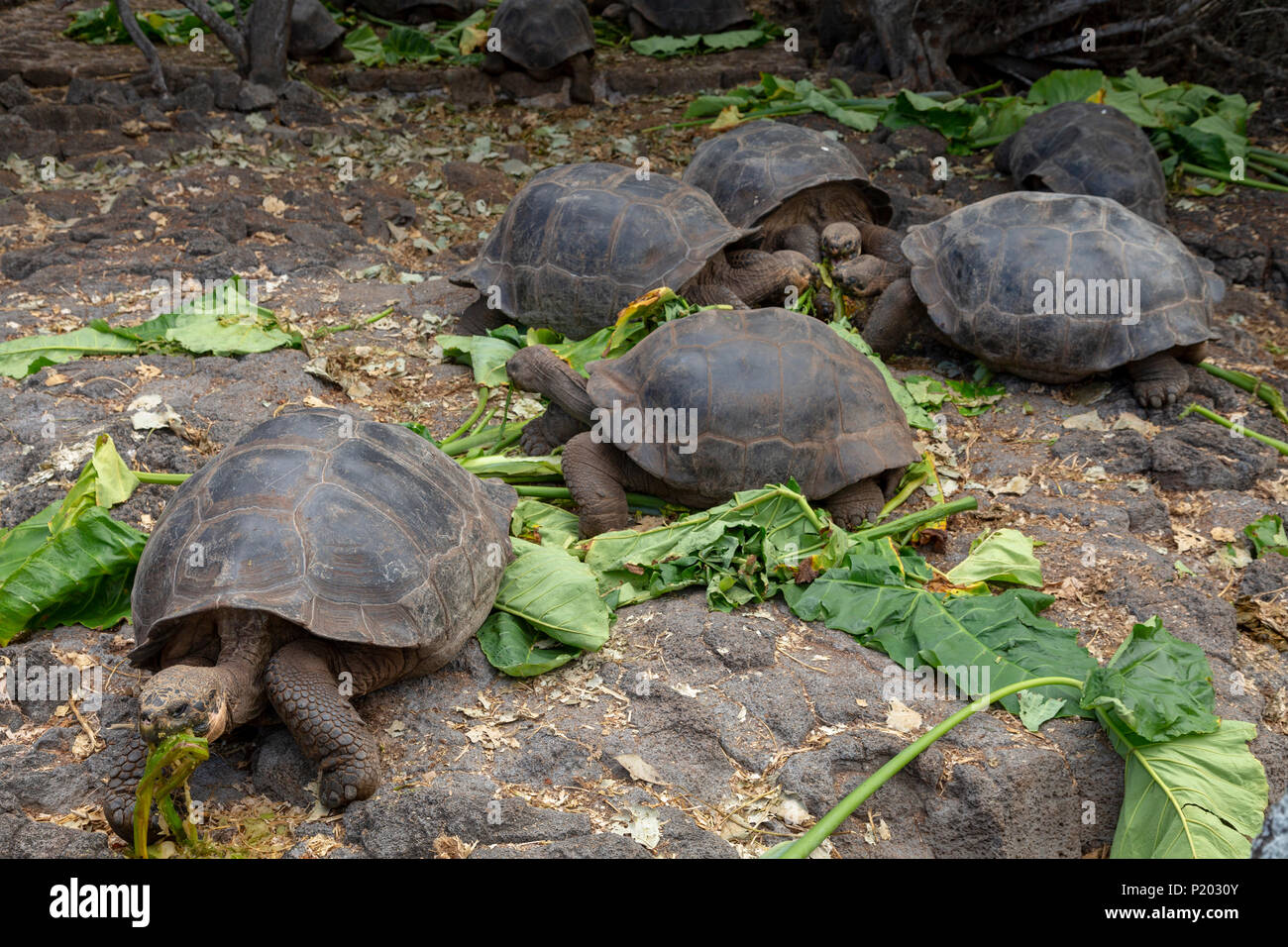 Galapagos Giant Tortoise (Chelonoidis nigra) in Galapagos Islands ...