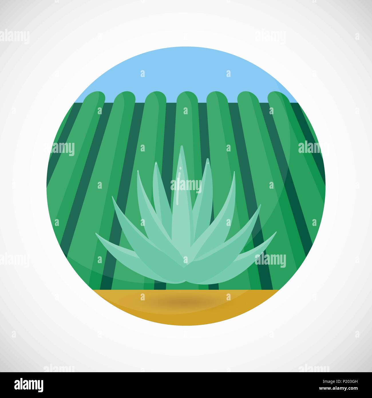 Agave field Stock Vector Images - Alamy