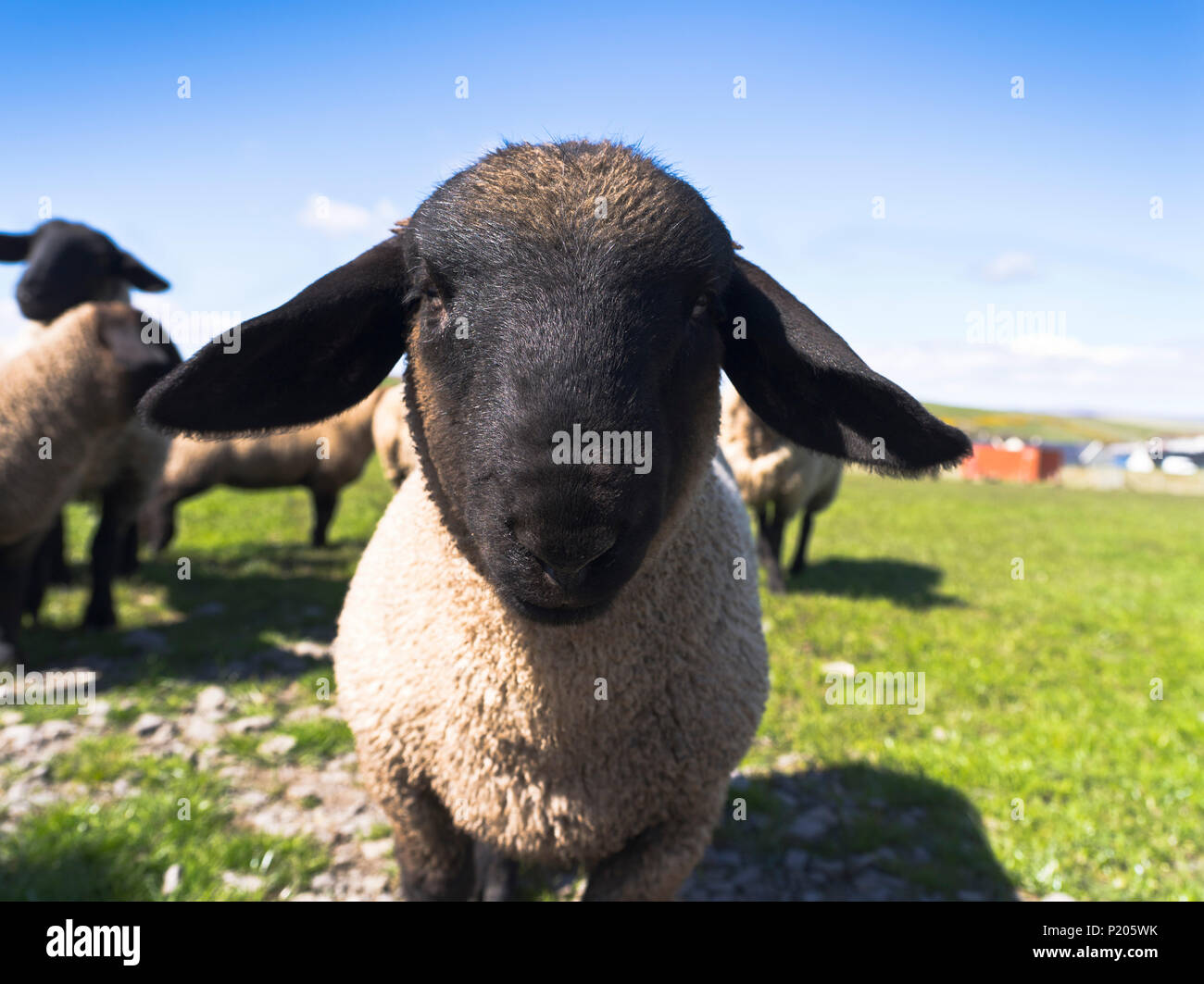 Suffolk sheep uk hi-res stock photography and images - Alamy