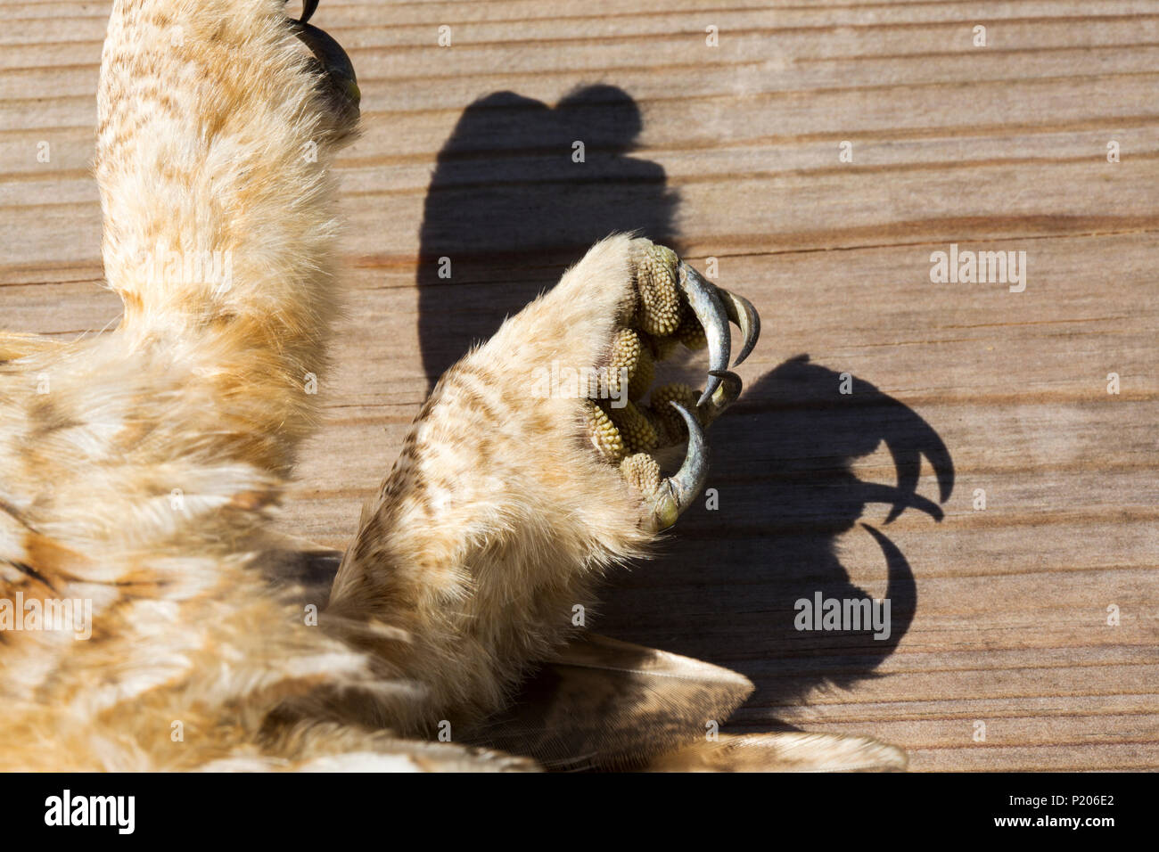A Tawny Owls feet Stock Photo - Alamy