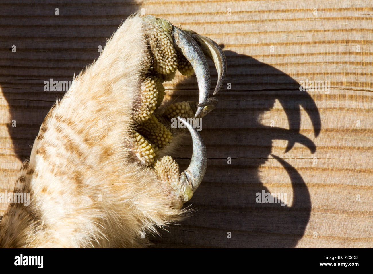 A Tawny Owls feet Stock Photo - Alamy