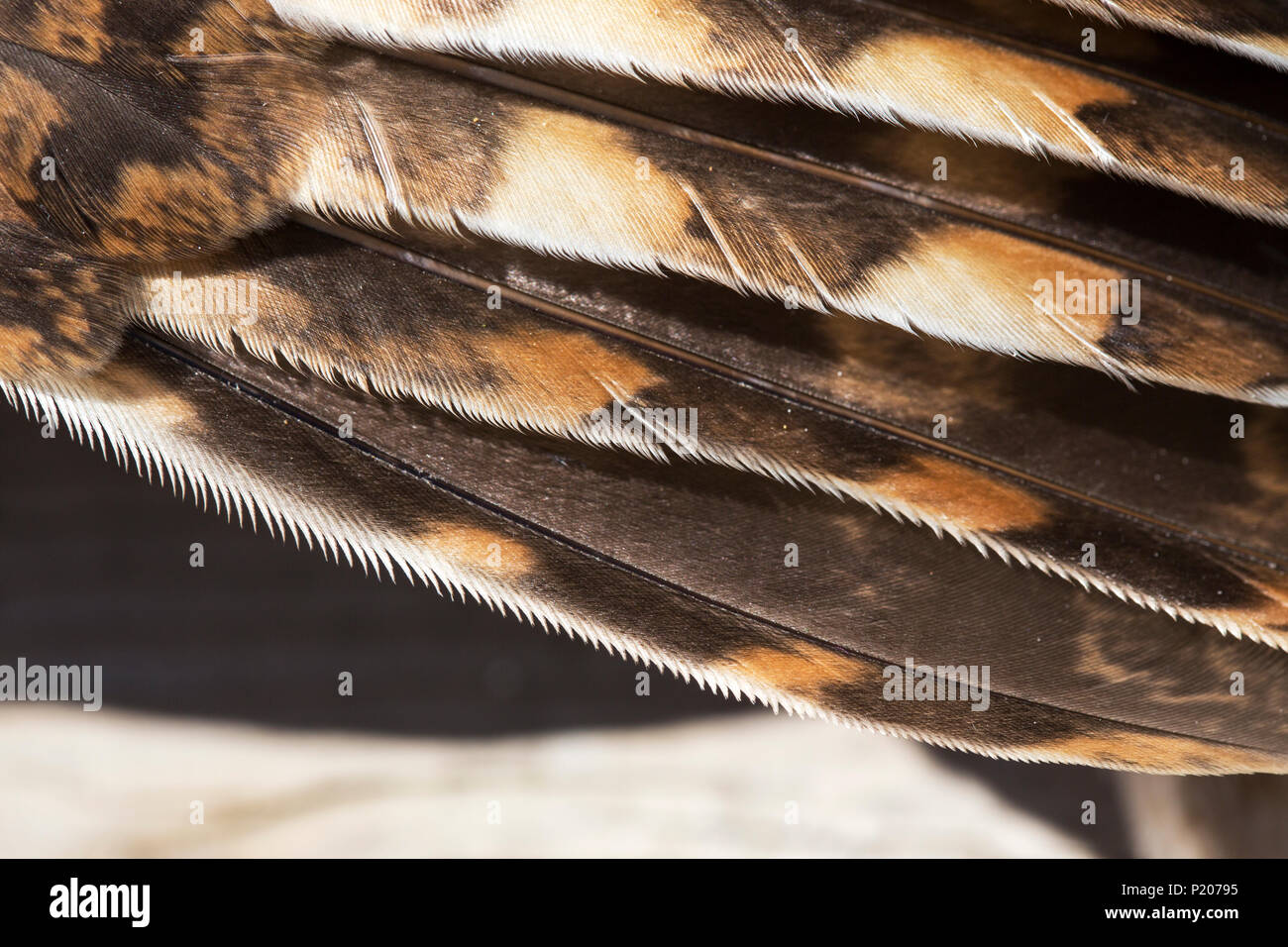 Owl evolution hi-res stock photography and images - Alamy