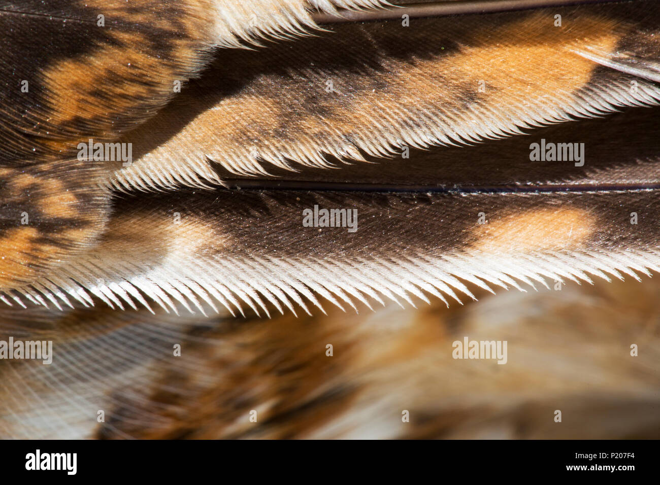 The specialist bristles or serrations on the leading edge of a Tawny ...