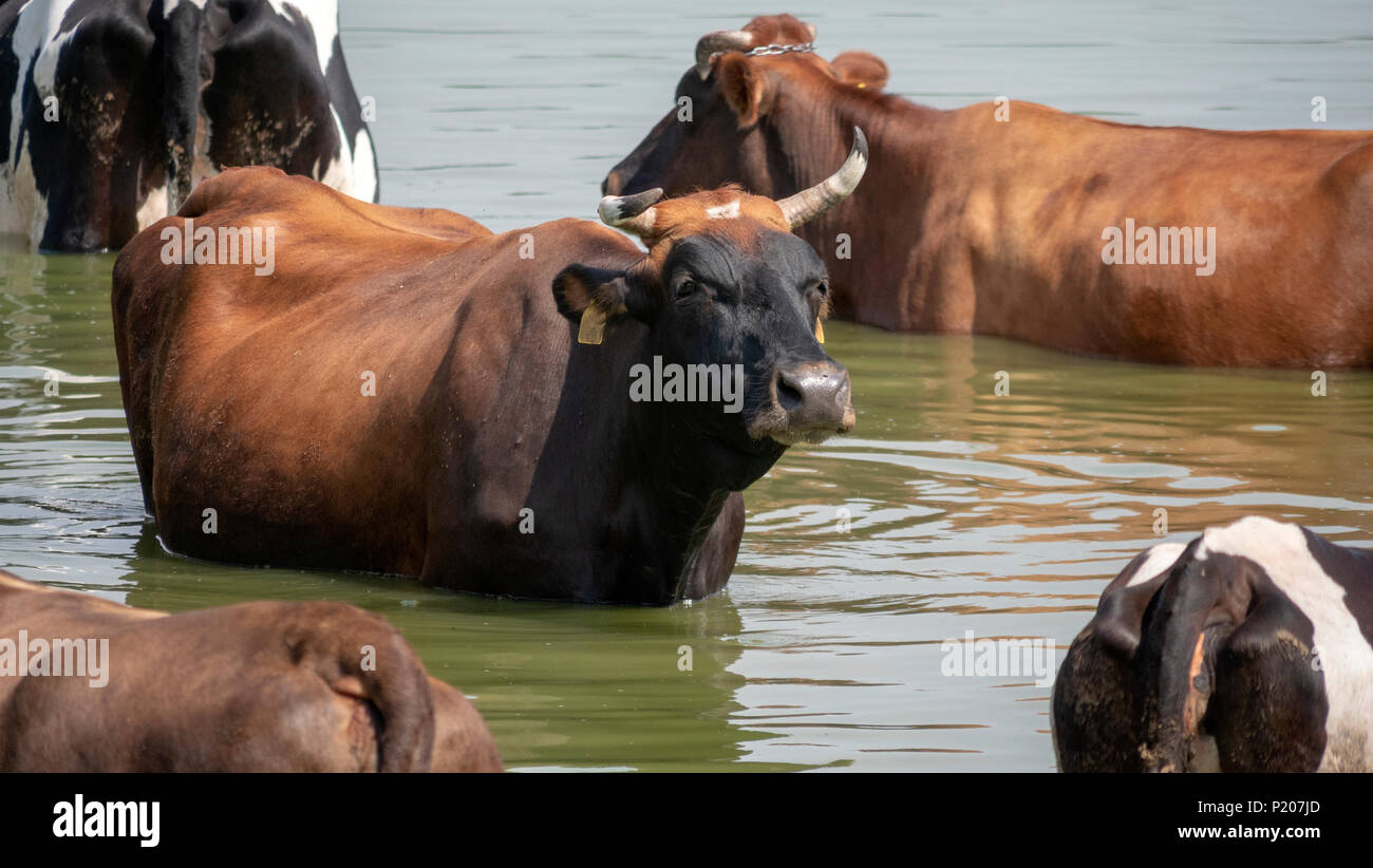 Cows resting in water on a hot sunny day Stock Photo - Alamy
