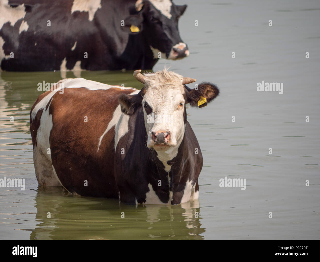 Cow on heat hi-res stock photography and images - Alamy