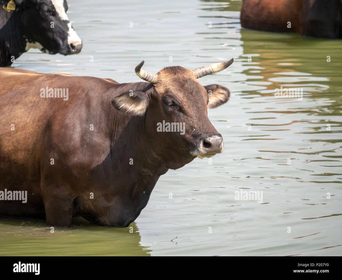 Hot cow hi-res stock photography and images - Alamy