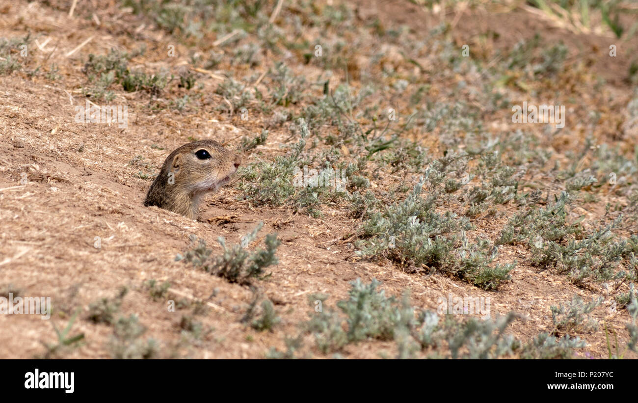 Gopher out of his burrow Stock Photo - Alamy