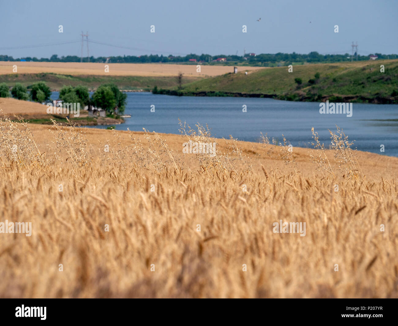 Beautiful cereal field hi-res stock photography and images - Alamy
