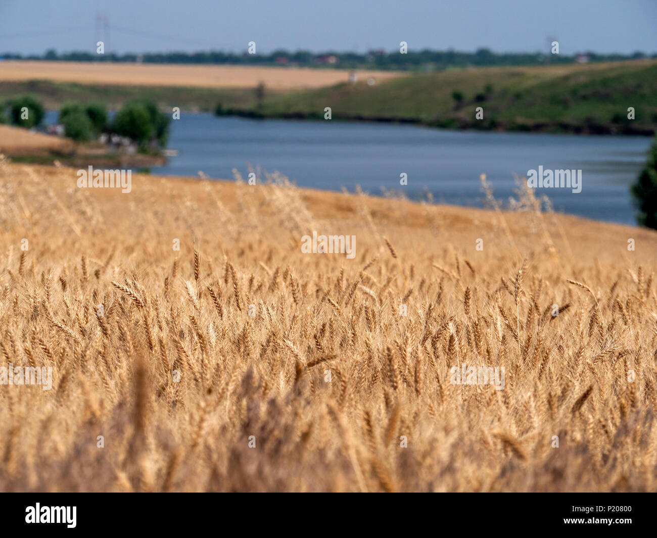 Beautiful wheat field near a river Stock Photo - Alamy
