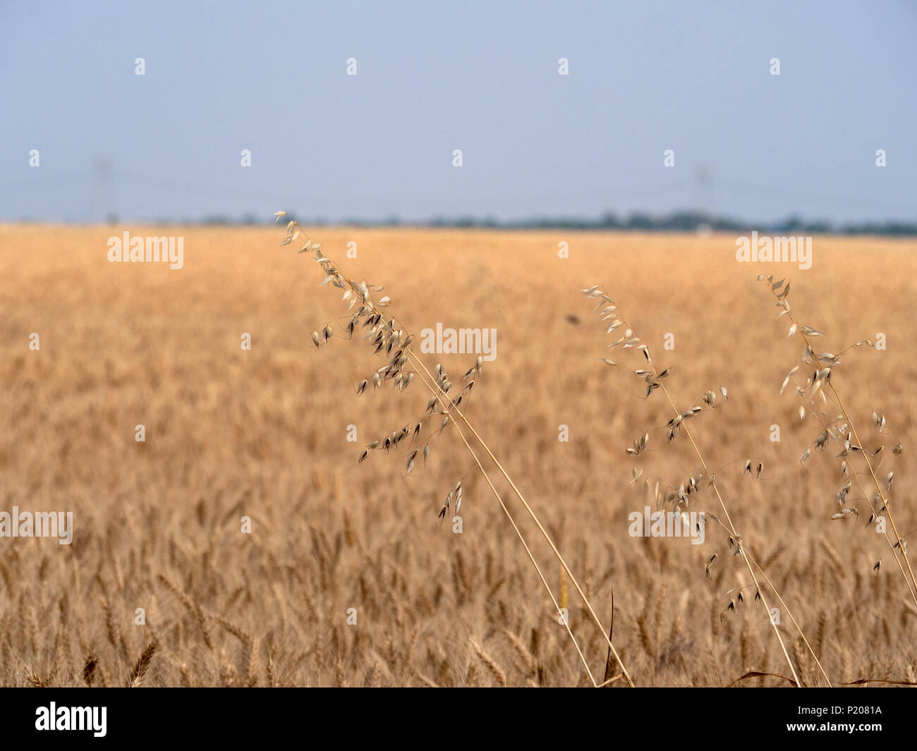 Beautiful wheat field Stock Photo - Alamy