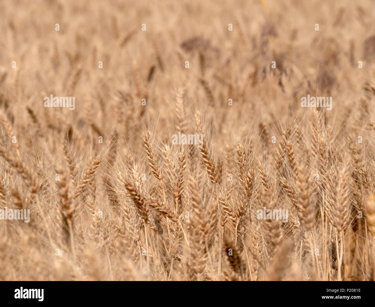 Beautiful wheat field Stock Photo - Alamy