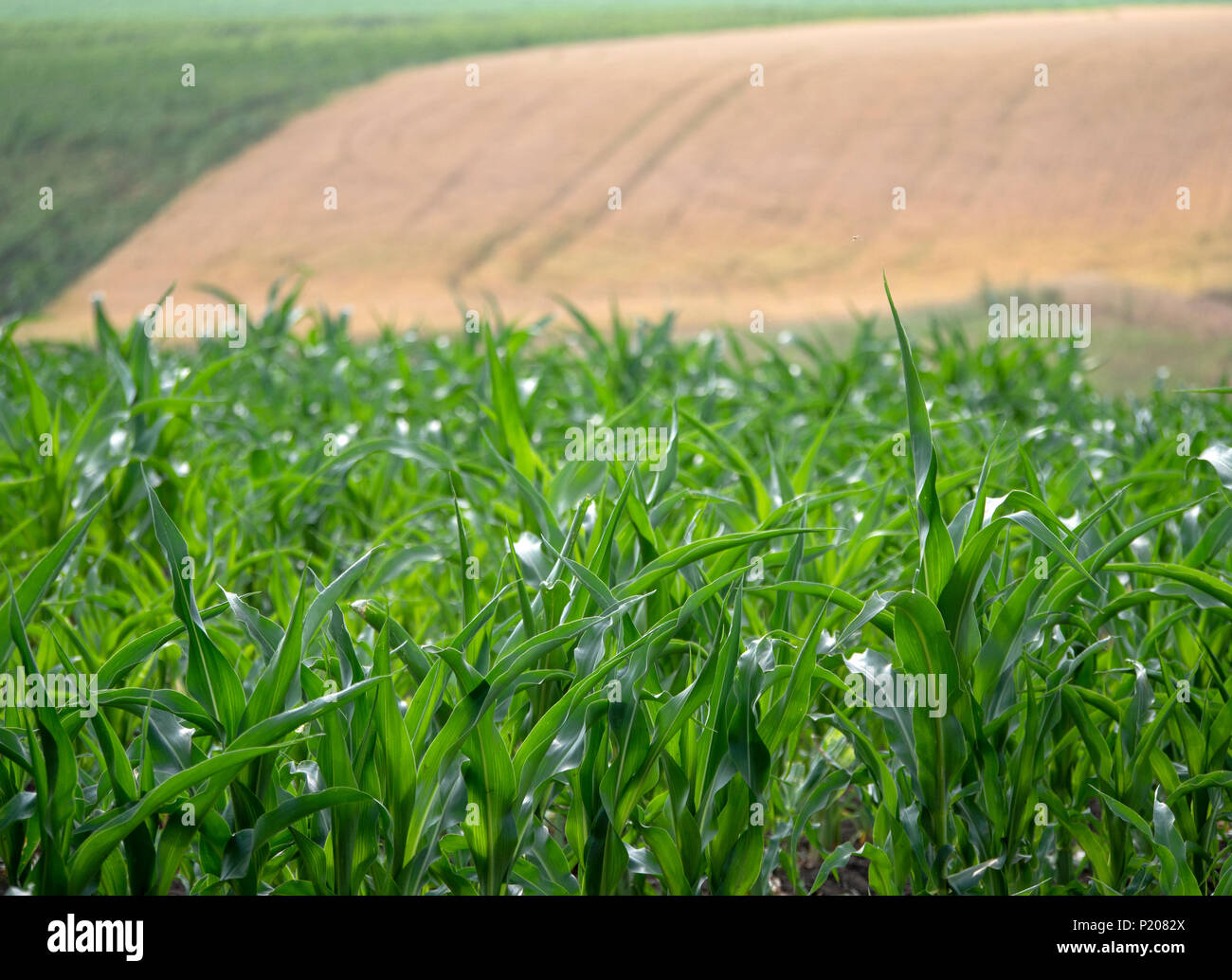 Filed of corn hi-res stock photography and images - Alamy