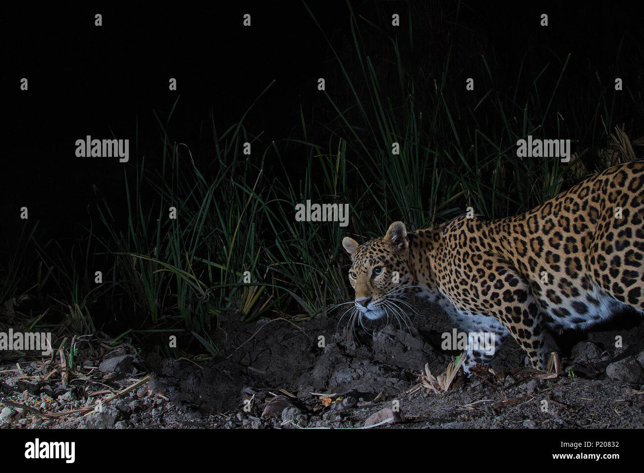 Leopard trap hi-res stock photography and images - Alamy