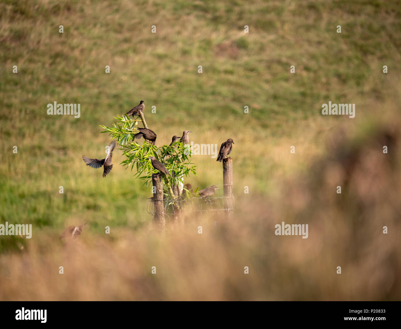 Starling birds in nature Stock Photo - Alamy